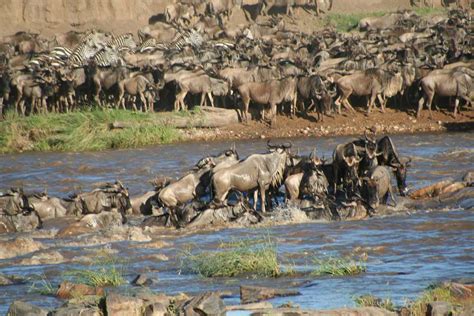 Top 10 Facts About The Serengeti National Park Tanzania Discover
