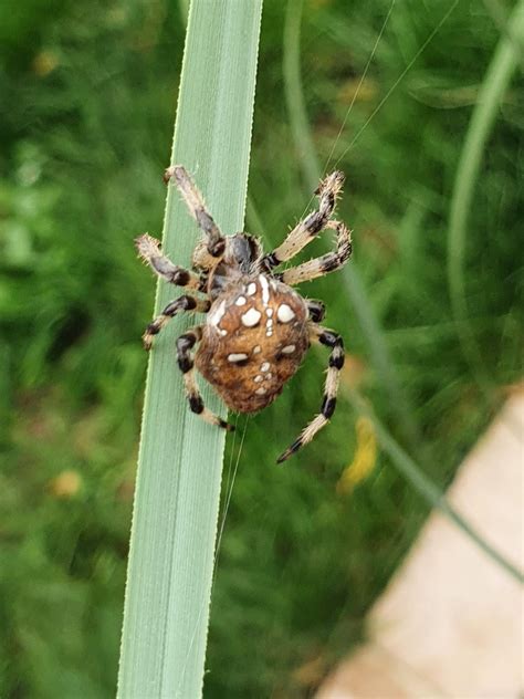 This Spider With A Human Face On Its Back R Pareidolia