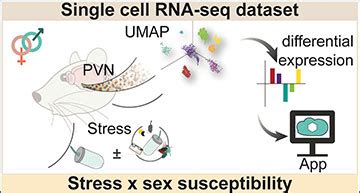 Single Cell RNA Sequencing Identifies How Brain Cells Of Males And Females Respond Differently