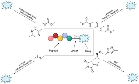 Cartoon Schematic Of A Peptidedrug Conjugate And The Associated