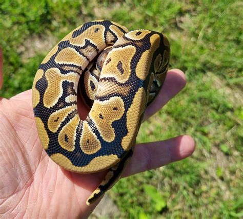 Cryptoncryptic Ball Python By Dirtysnakes Morphmarket