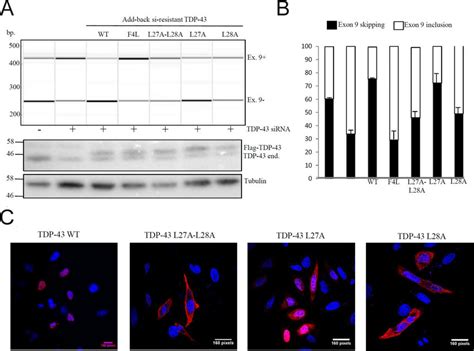 Functional Add Back And Immunolocalization Assay Of Tdp 43 Leu 27 And