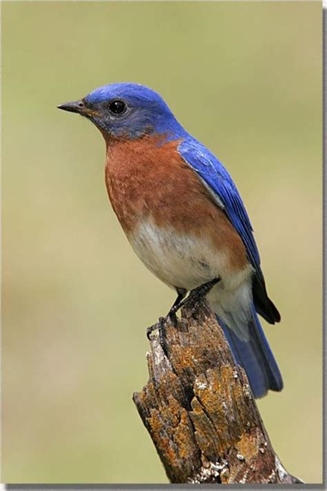 50 State Birds Of The United States State Birds Blue Bird Birds