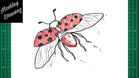 How To Draw A Ladybug Flying Youtube
