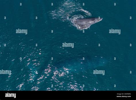 An Humpback Whale Mother And Calf Breaching Mexico Aerial View With