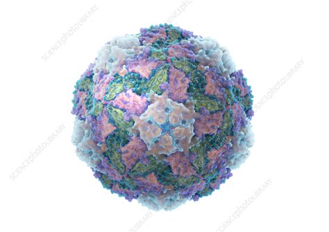 Hepatitis A Virus Particle Illustration Stock Image C0601277