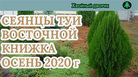 Туя восточная книжка Сезон осень 2020 года (Обзор) питомник Хвойный ...