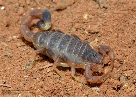 Lychas Jonesae Mark Newton