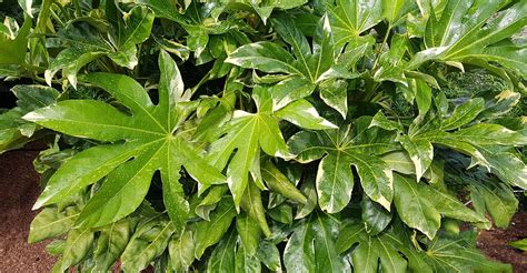 Fatsia Japonica Care Guide How To Grow Japanese Aralia Diy Garden