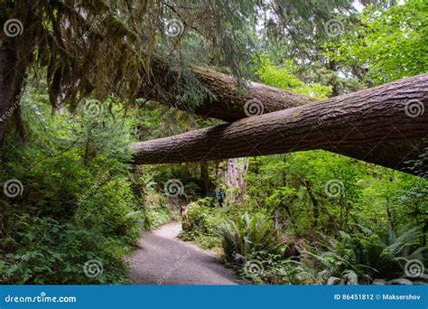 Trail In The Hoh Rainforest Olympic National Park Washington Usa