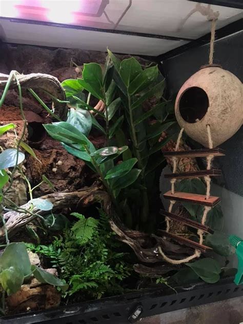 Crested Gecko Bio Enclosure Artofit