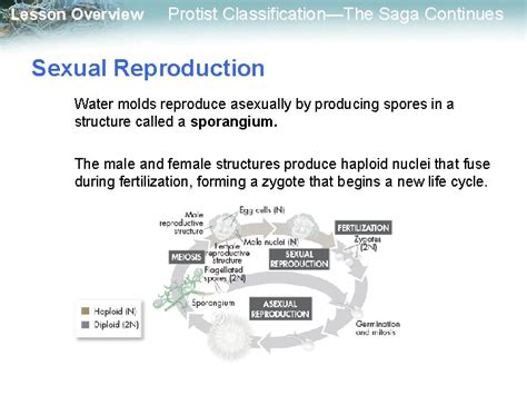 Lesson Overview Protist Classificationthe Saga Continues Lesson Overview