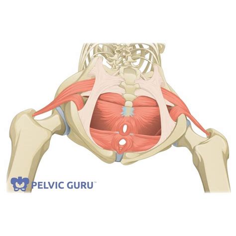 Pelvic Floor Muscles Infection
