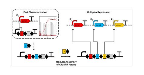 Crispathbrick Modular Combinatorial Assembly Of Type Ii A Crispr Arrays For Dcas9 Mediated