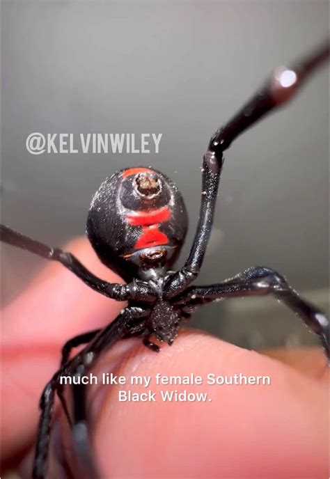 Brazilian Wandering Spider Fangs