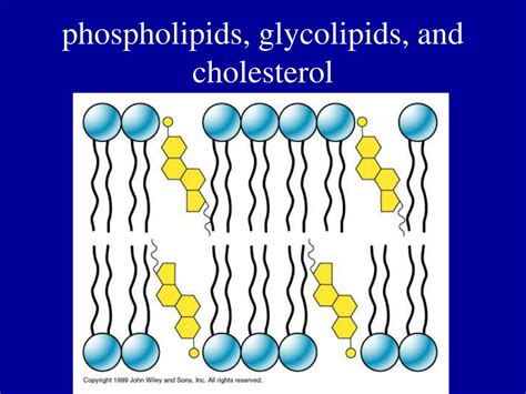 Cholesterol Contain Phospholipids At Alfred Sullivan Blog