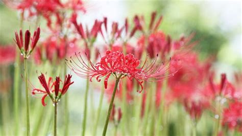 Spider Lilies Meaning and Symbolism Guide
