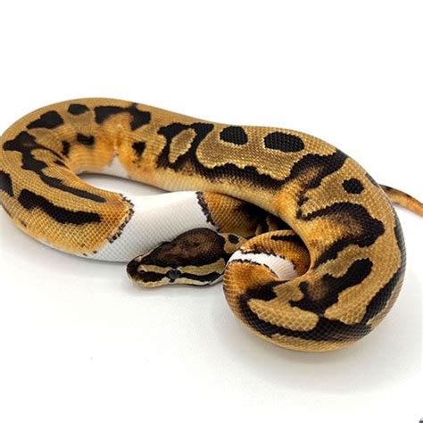 Piebald Ball Python