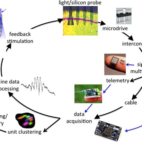 Flow Chart Of Large Scale Silicon Probe Recordings Of Unit And Lfp