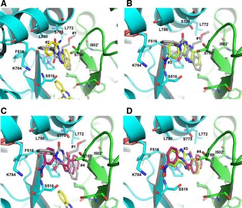 Binding Comparisons Between The Compounds 14 Superposition Of Download Scientific Diagram