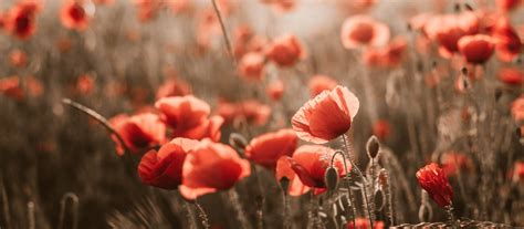 De Valkuil Van Perfectionisme