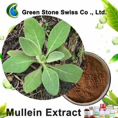 Buy Mullein Extract At Low Price Supplymanufacturer From Green Stone