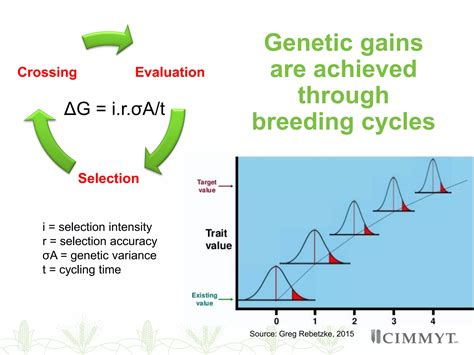 Genomic And Enabling Technologies In Maize Breeding For Enhanced