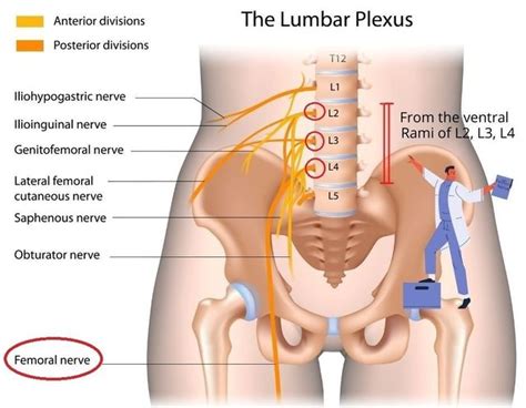 What Structure Does The Femoral Nerve Innervate