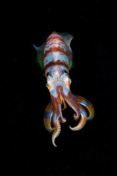 Bigfin Reef Squid Rinterestingasfuck