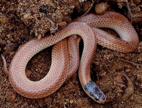 Hibernating Snake