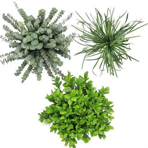 Assorted Greenery 12 Bunches Toronto Bulk Flowers