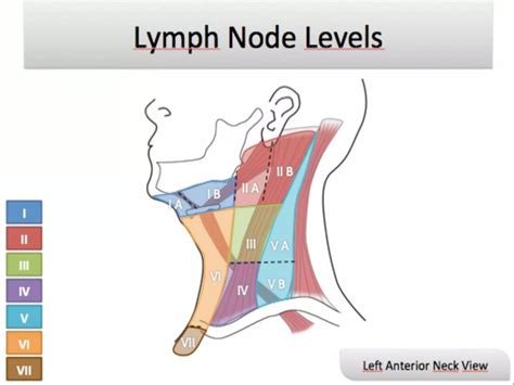 Imaging Of Cervical Lymph Nodes Pptx