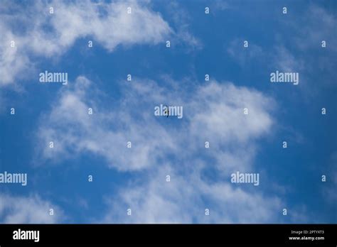 april 28 2023 lugo galicia espaÃ±a swifts birds that nest in the
