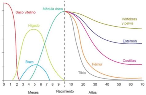 Hematopoyesis Mind Map