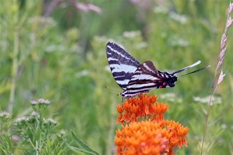 Swallowtail Host Plants What To Feed 6 Popular Swallowtail