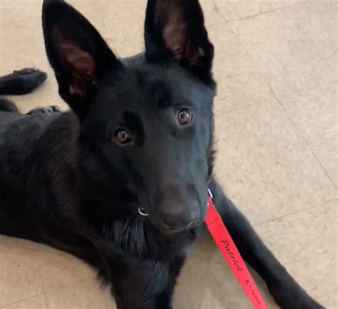 Luna Aka Lunatic K To Thrive