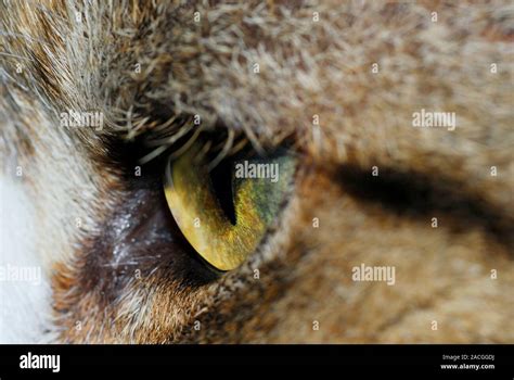 Cats Eye The Eyes Of Cats Are Adapted For Night Vision By The