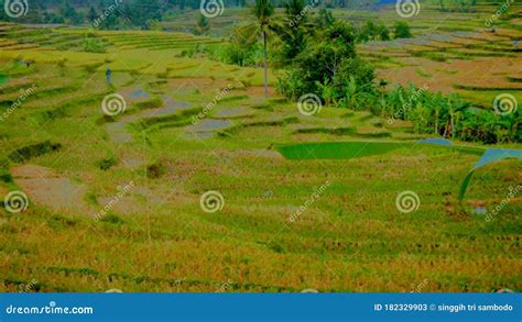 LANDSCAPE FARMLAND In CENTRAL JAVA Stock Image Image Of Advertising Ground