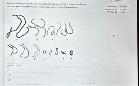 Solved Texts Male Grasshoppers Such As The Karyotype Shown Below