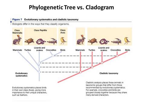 Classification Of Organisms Ppt Download