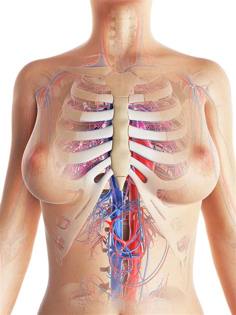 Female Cardiovascular System 42 Photograph By Sciepro Science Photo Library Pixels