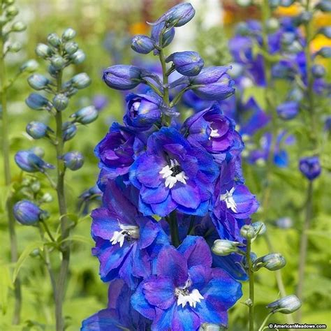 Delphinium ~ Detailed Information Photos Videos