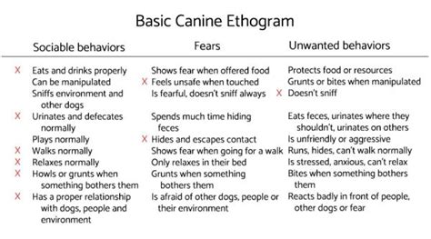 How To Make A Dog Ethogram