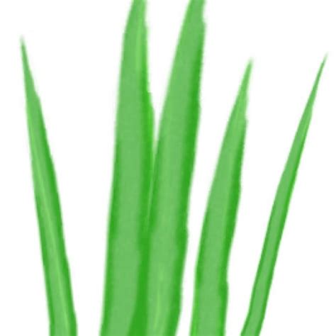 Different Kinds Of Brushes A Grass Brush B Oily Brush C Example