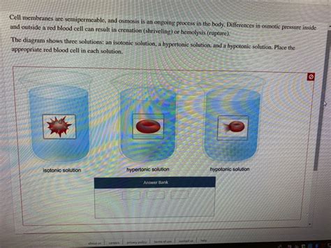 Solved Cell Membranes Are Semipermeable And Osmosis Is An