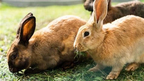 Common And Abnormal Rabbit Behaviours Medivet