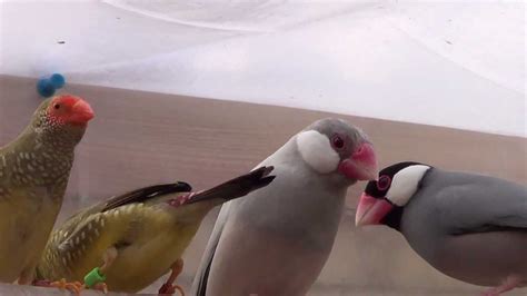 Silver Java Sparrow Youtube