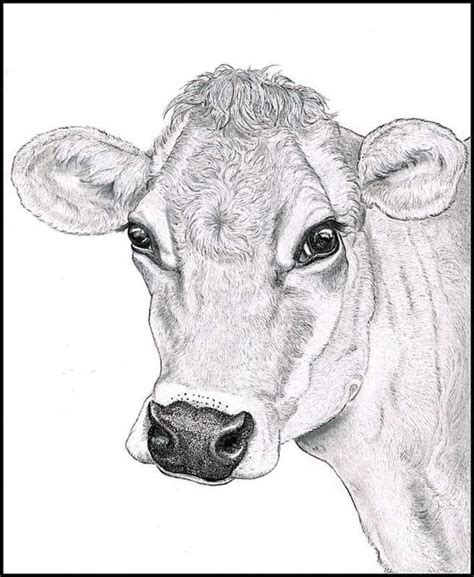 Realistic Cow Drawing