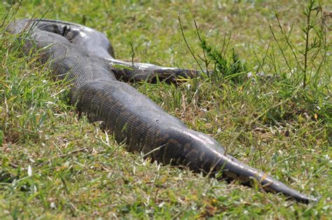 Probirder Uganda Rock Python