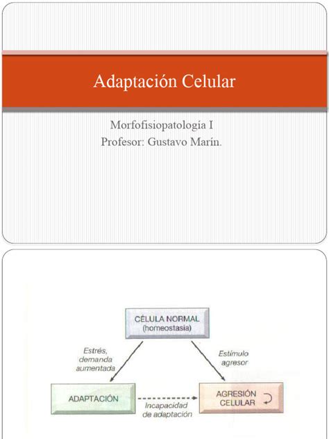 Tema 2 Adaptación Celular Pdf Atrofia Epitelio